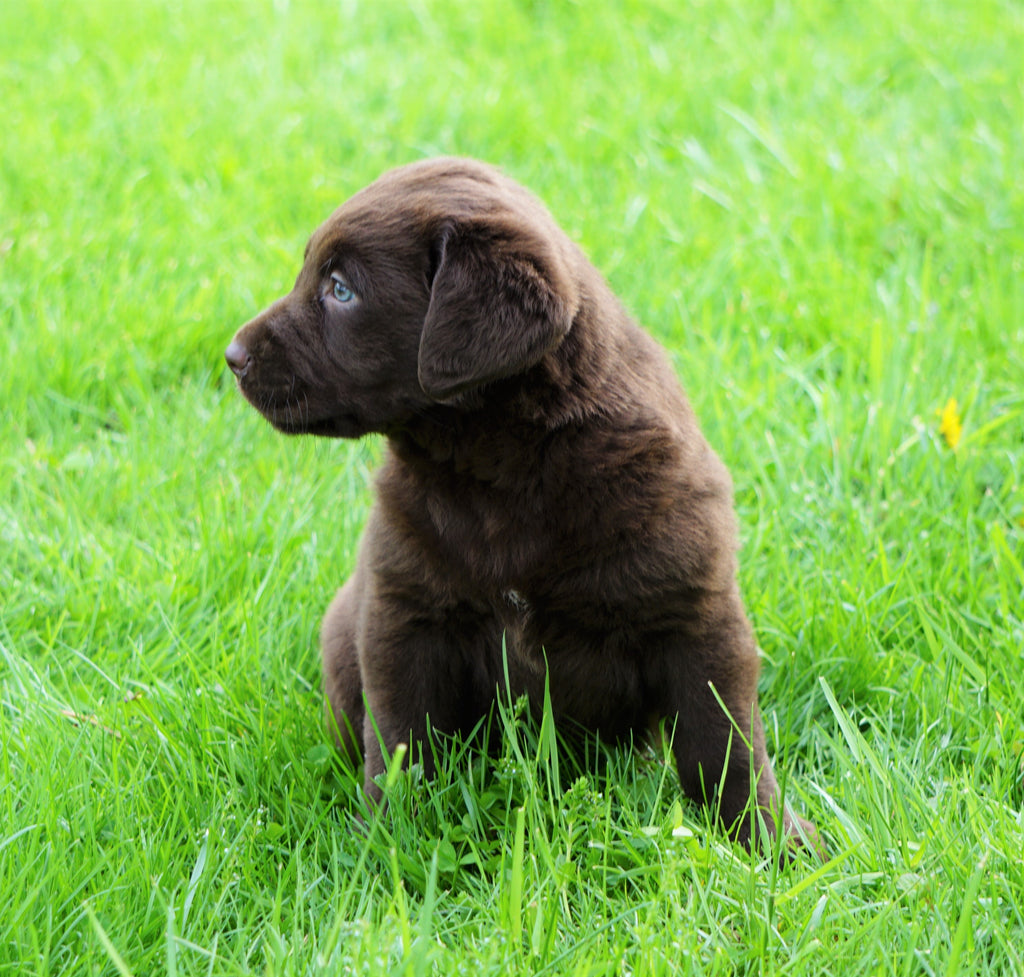 AKC Registered Labrador Retriever For Sale Sugar Creek, OH Female- Abi ...