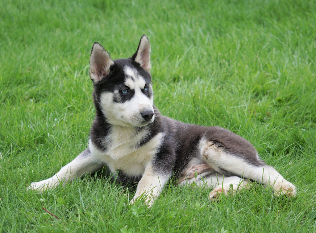 AKC Registered Siberian Husky For Sale Sugar Creek, OH Male- Cody – AC ...