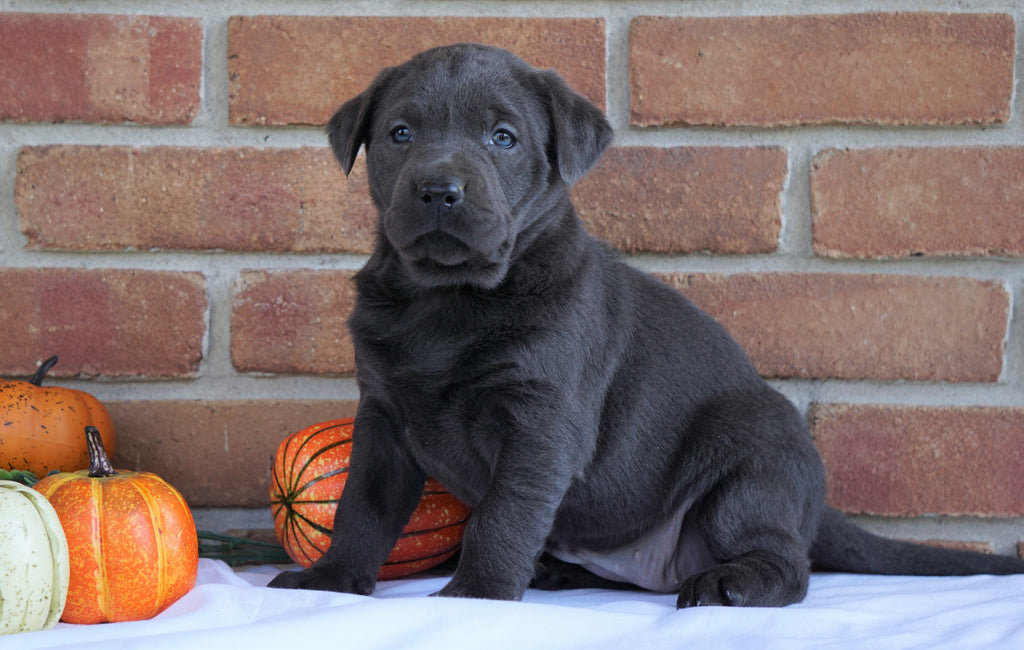 AKC Registered Labrador Retriever For Sale Millersburg, OH Female- Sid ...