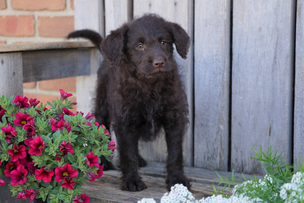 Mini Labradoodle For Sale Sugarcreek, OH Female- Cinderella – AC ...