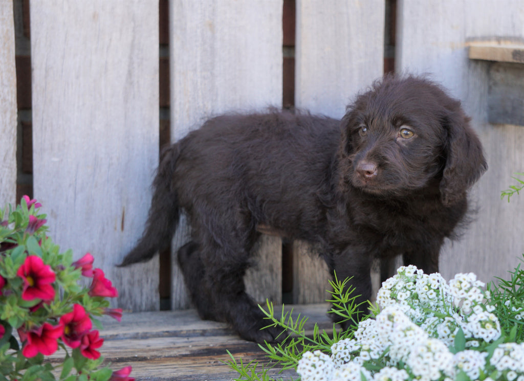 Mini Labradoodle For Sale Sugarcreek, OH Female - Ava – AC Puppies LLC