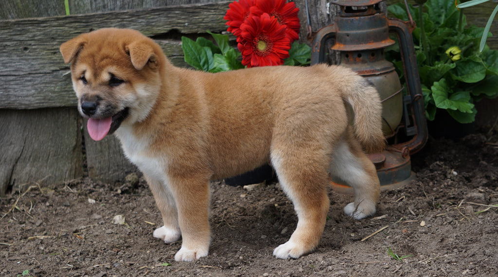 CKC Registered Shiba Inu For Sale Millersburg, OH Male- Mark – AC ...
