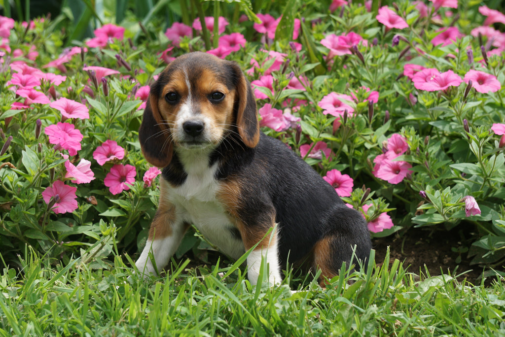 Beagle Puppy For Sale Millersburg OH Female Molly – AC Puppies LLC