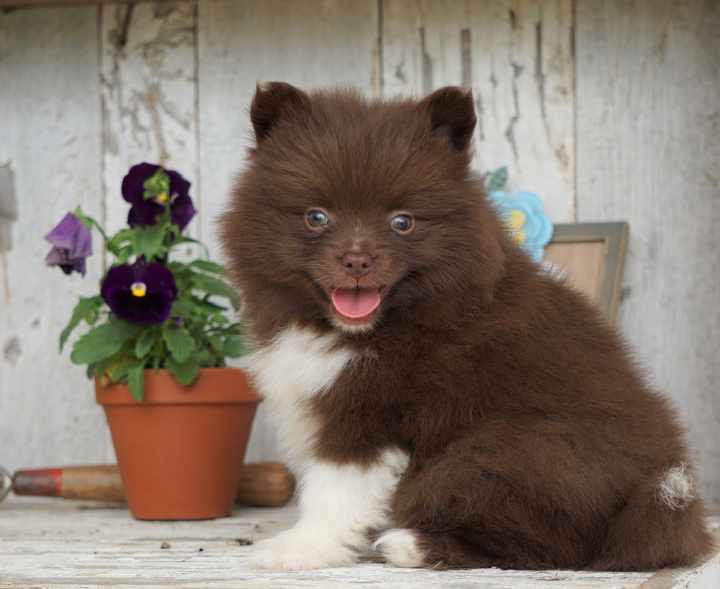 Pomsky- Shiba Inu Mix Puppy For Sale Millersburg, OH Female- Katelyn ...