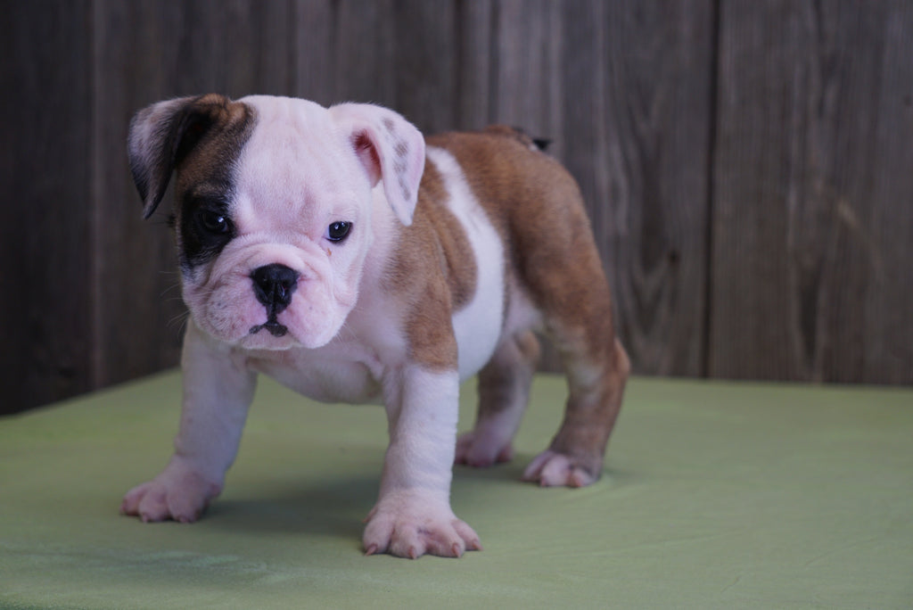 AKC Registered English Bulldog For Sale Fresno, OH Female Lucy – AC ...