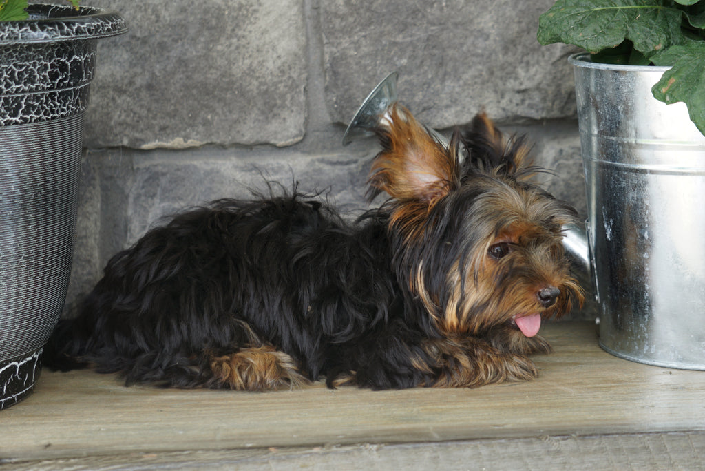Yorkshire Terrier For Sale Wooster OH Female Gabriel – AC Puppies LLC
