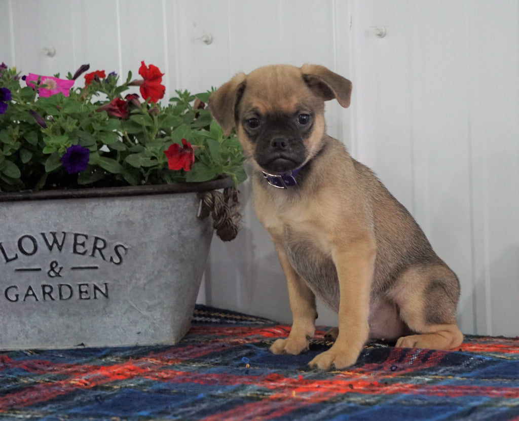 Puggle For Sale Millersburg, OH Male- Charlie – AC Puppies LLC