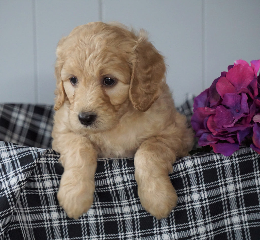 Mini F1B Labradoodle For Sale Millersburg, OH Female- Harriet – AC ...