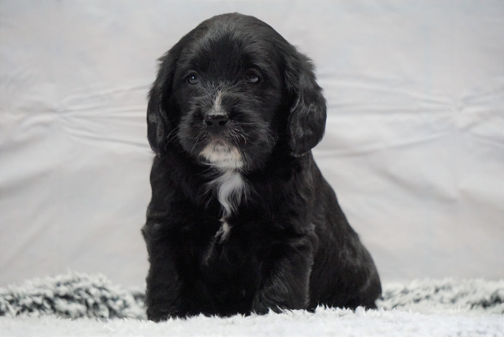 F1B Mini Labradoodle For Sale Fresno, OH Female- Oreo – AC Puppies LLC