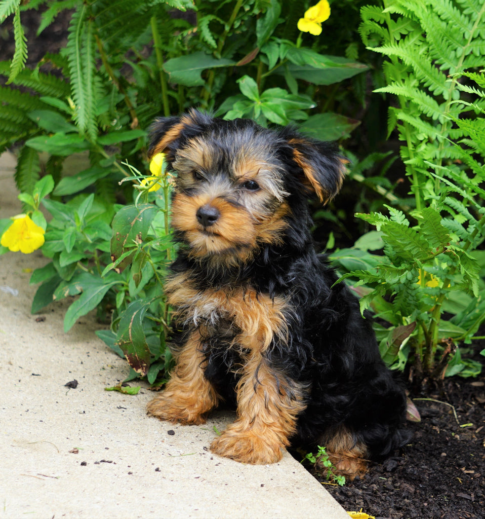 Yorkshire Terrier For Sale Baltic, OH Female- Priscilla – AC Puppies LLC