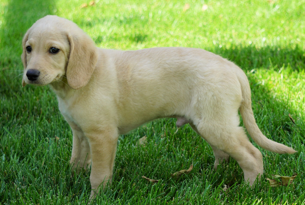 Mini F1B Labradoodle For Sale Millersburg, OH Male- Harold – AC Puppies LLC