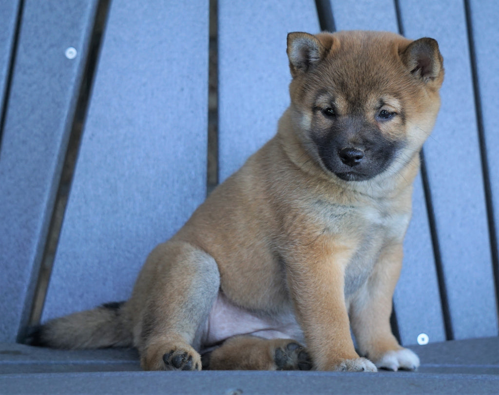 AKC Registered Shiba Inu For Sale Millersburg, OH Female- Bonnie – AC ...