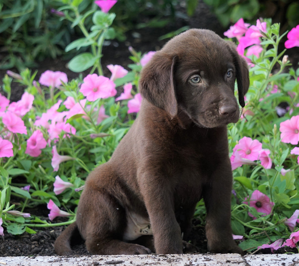 AKC Labrador Labrador Retriever For Sale Sugarcreek, OH Male- Philip ...