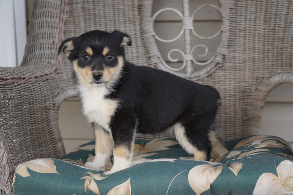 Miniature Australian Shepherd Mix For Sale Holmesville, OH Female- Abb ...