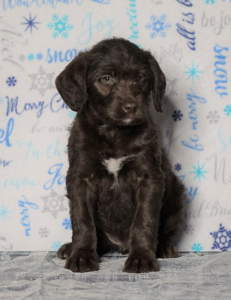 F1 Standard Labradoodle For Sale Millersburg, OH Female- Sunny – AC ...