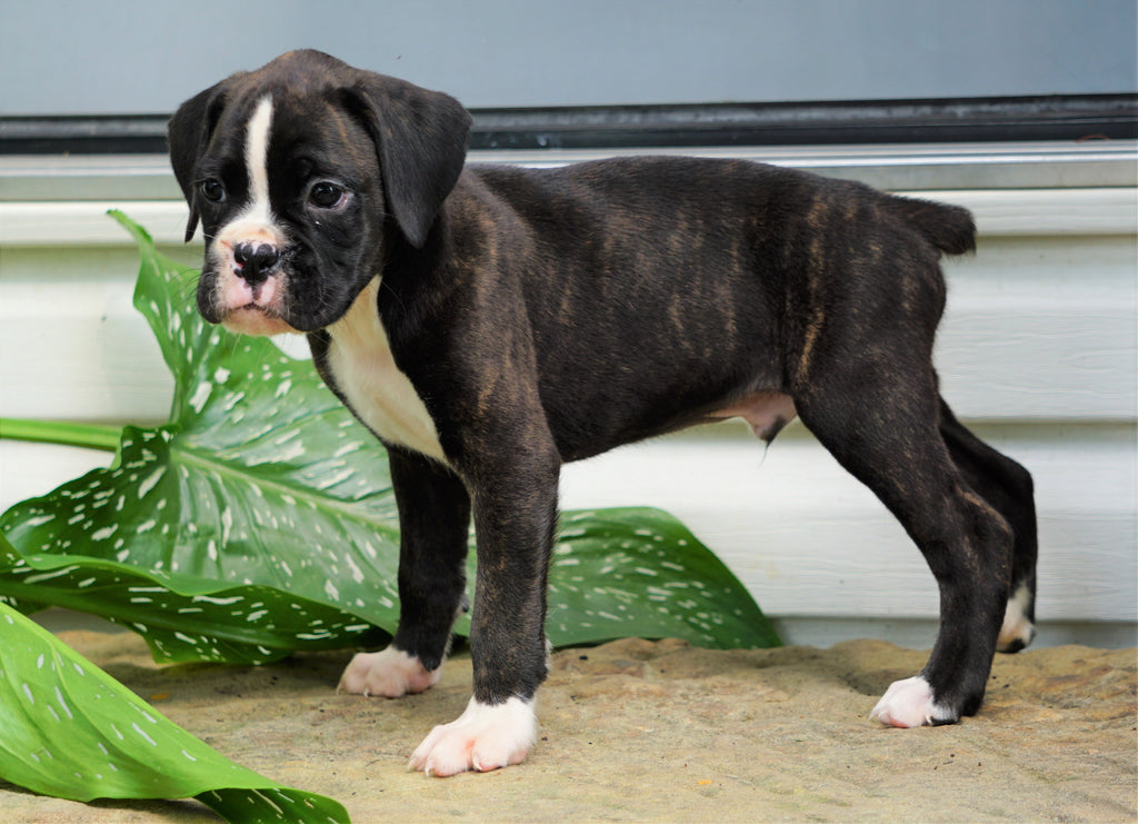 AKC Registered Boxer Puppy For Sale Baltic, OH Male- Grant – AC Puppies LLC
