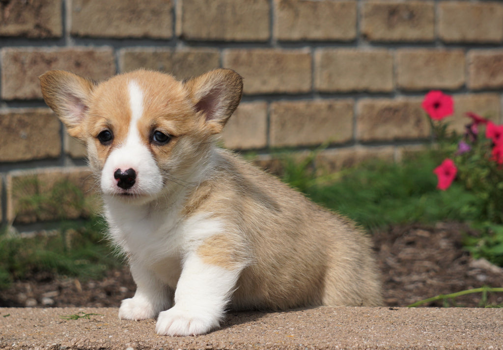 AKC Registered Pembroke Welsh Corgi For Sale Millersburg, OH Female- C ...