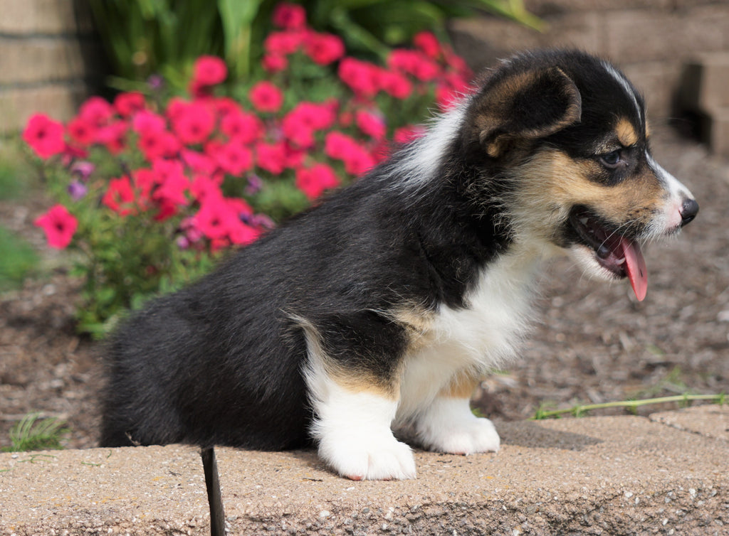 AKC Registered Pembroke Welsh Corgi For Sale Millersburg, OH Male- Tri ...