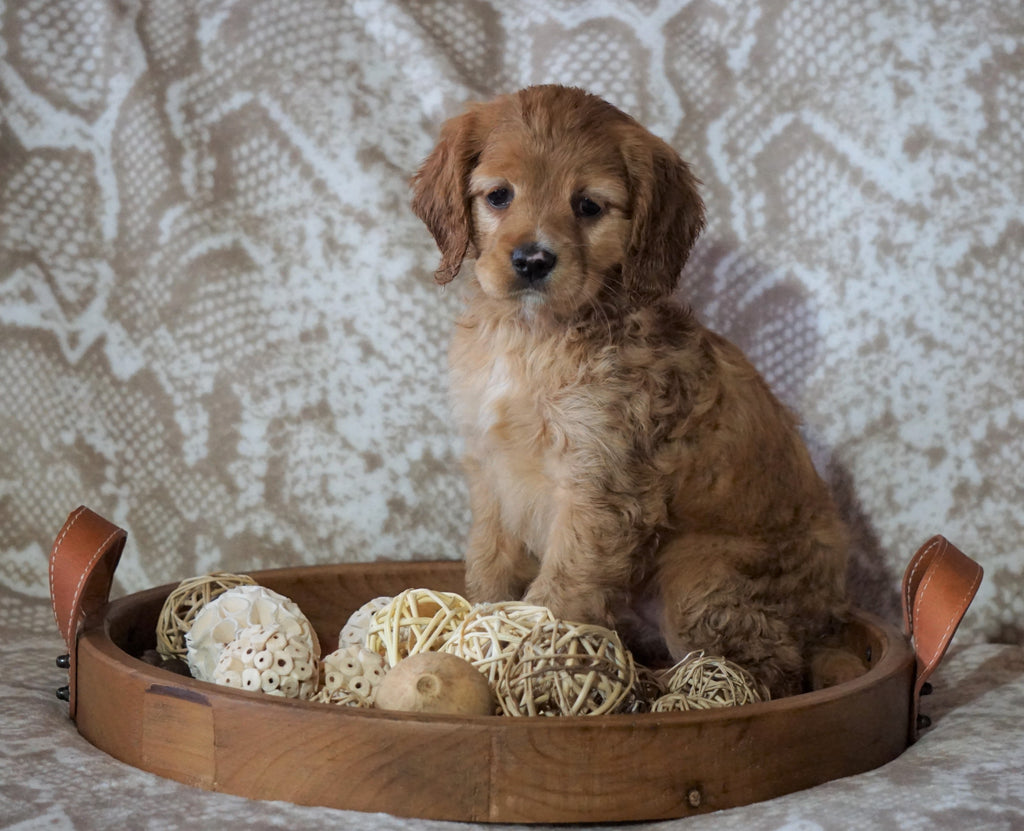 Cockapoo Mix For Sale Applecreek, OH Female- Holly – AC Puppies LLC