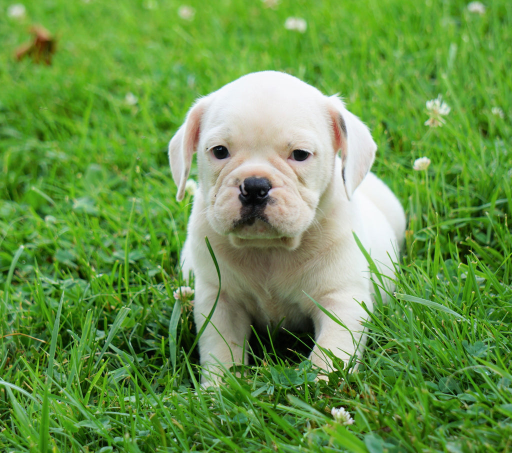 English Bulldog/Puggle For Sale Sugar Creek, OH Male- Colby – AC ...