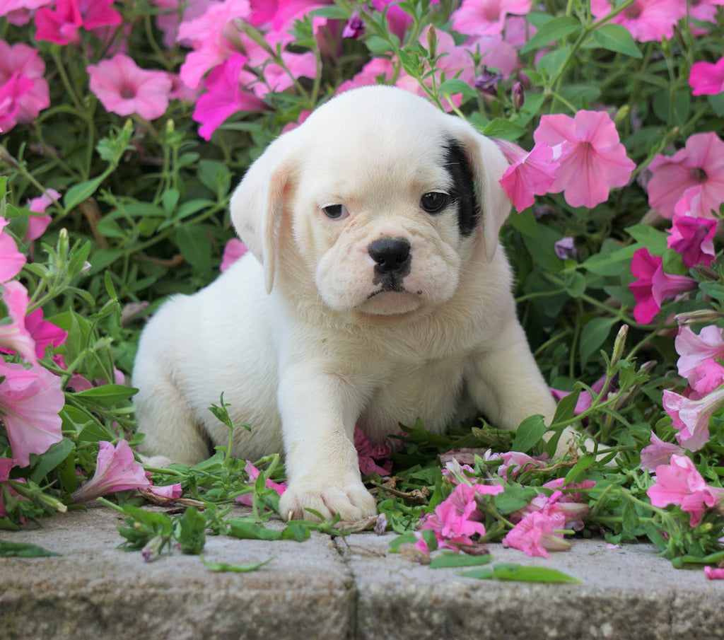 English Bulldog/Puggle For Sale Sugar Creek, OH Male- Arnold – AC ...