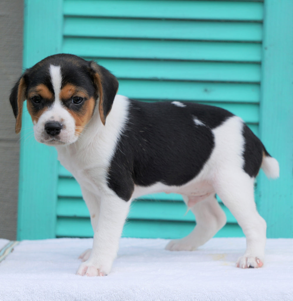 Cavalier/Jack Russel Mix For Sale Holmesville, OH Male- Omar – AC ...