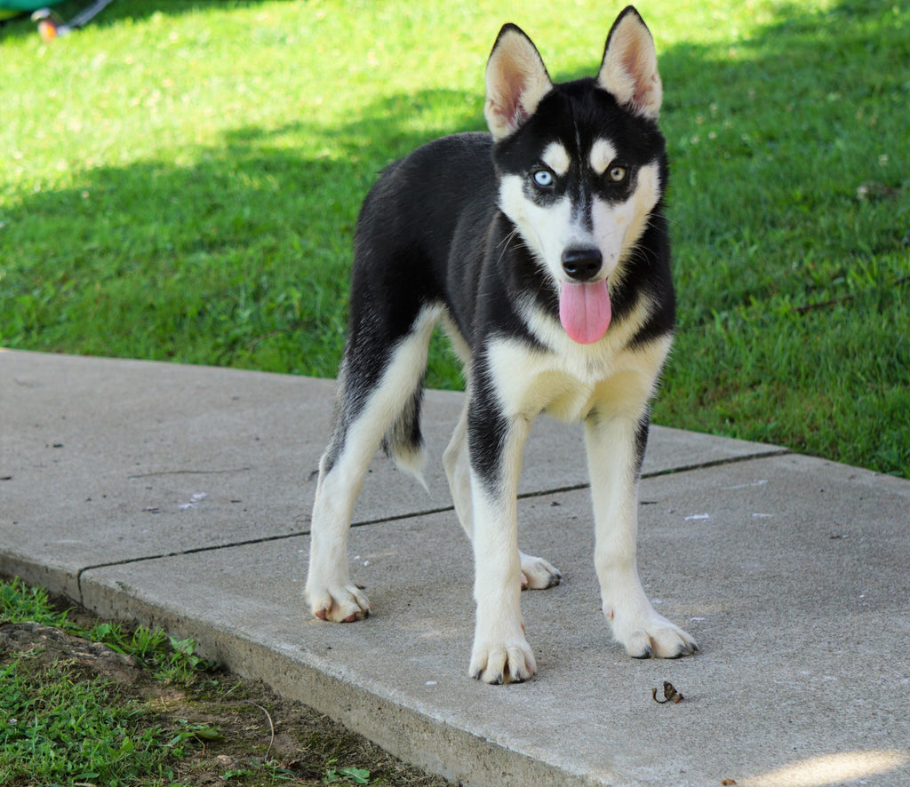 AKC Registered Siberian Husky For Sale Millersburg, OH Female - Jemima ...