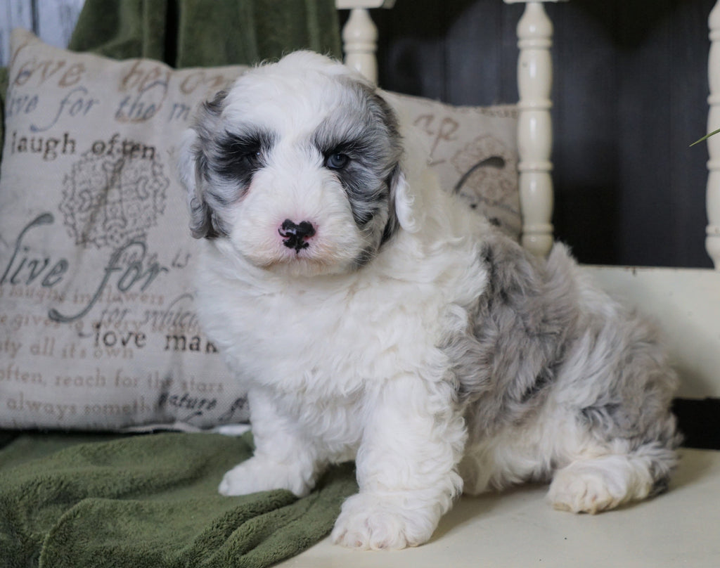 Mini Sheepadoodle For Sale Holmesville, OH Male- Gunner – AC Puppies LLC