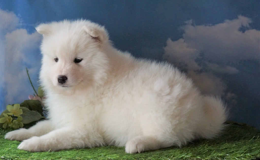 AKC Registered Samoyed For Sale Fredericksburg, OH Female - Samantha ...