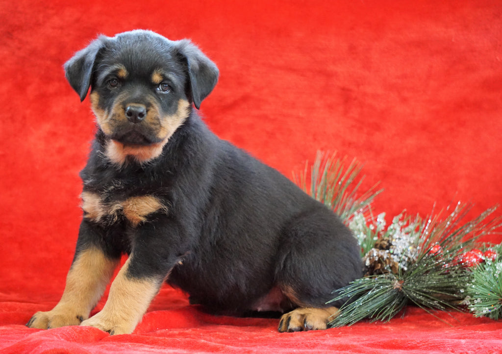 AKC Registered Rottweiler For Sale Holmesville, OH Female - Rosa – AC ...