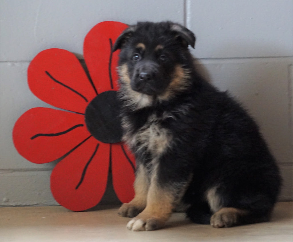 AKC Registered German Shepherd For Sale Millersburg, OH Male - Chief ...