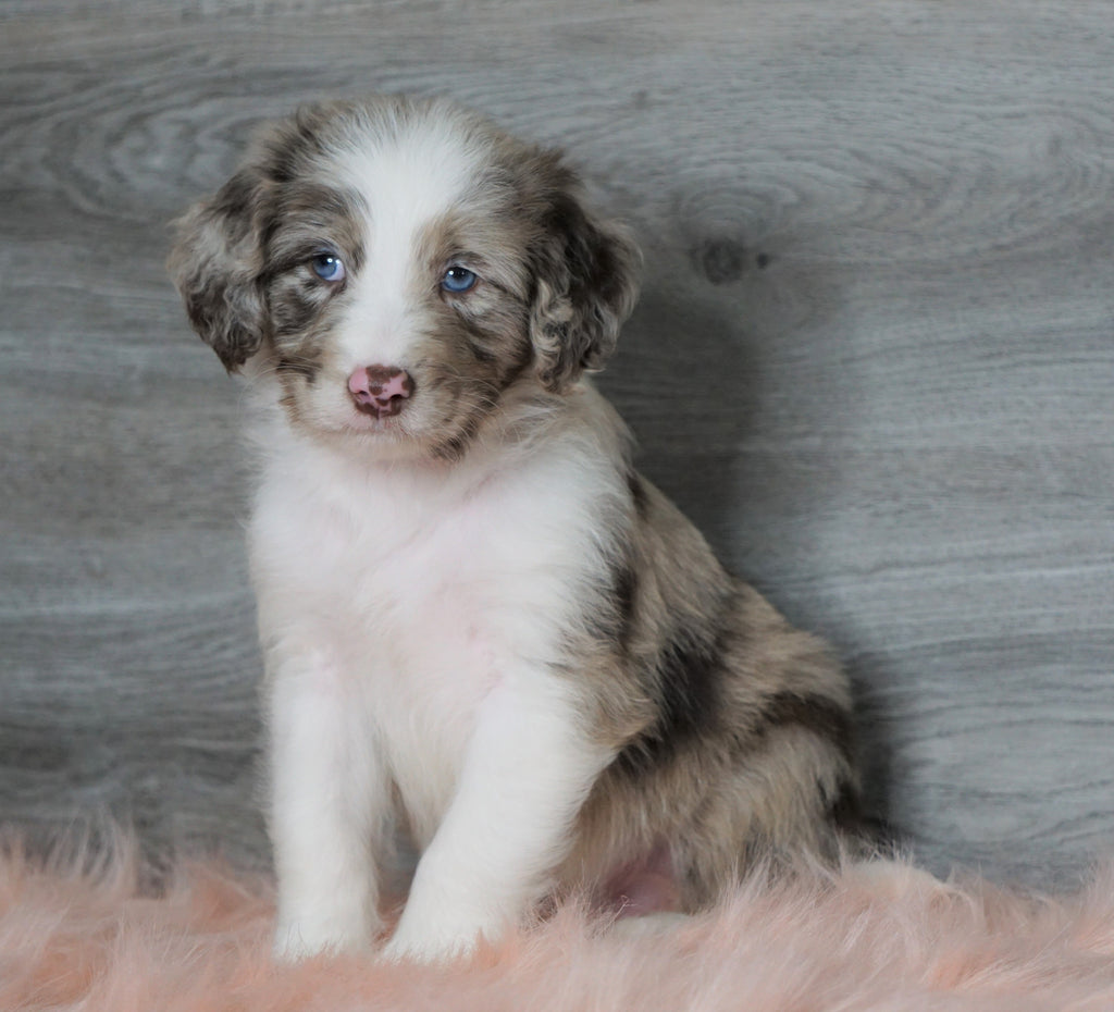 Aussiedoodle (Standard) For Sale Baltic, OH Male- Rubble – AC Puppies LLC