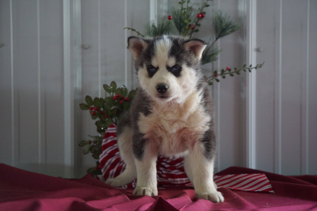 AKC Registered Siberian Husky For Sale Millersburg, OH Female- Ginger ...