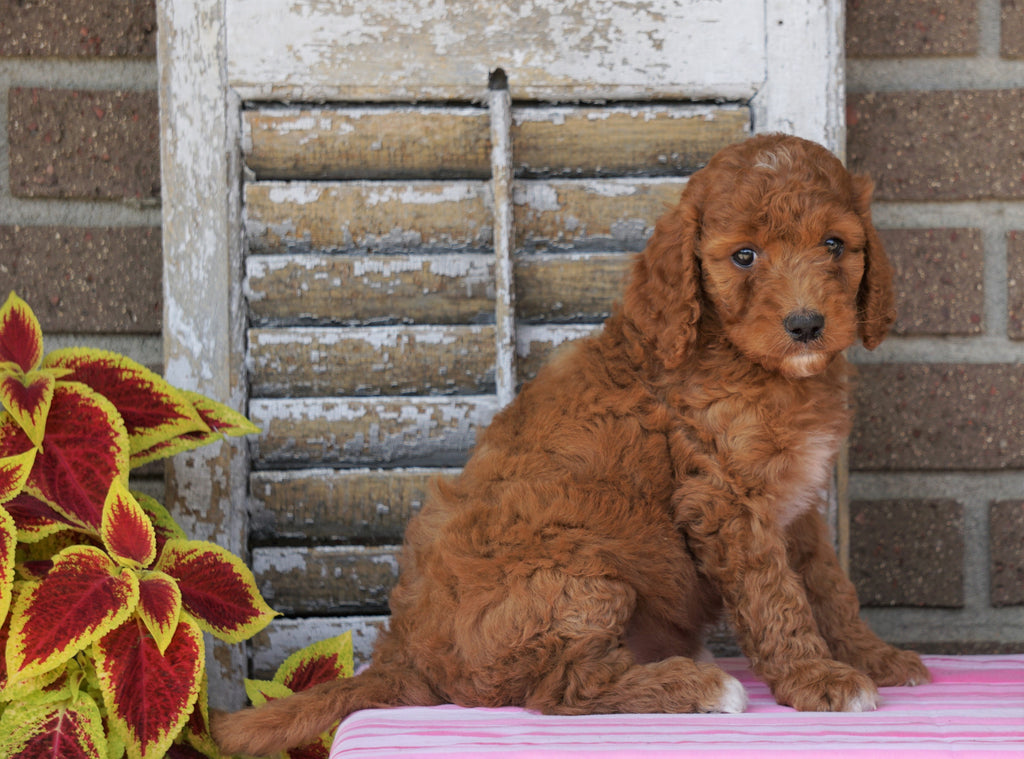 Medium F1B Goldendoodle For Sale Millersburg, OHFemale- Krissy – AC ...
