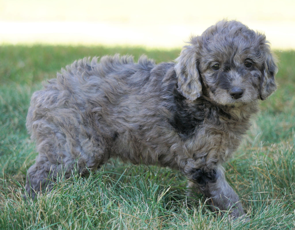 Mini F1B Goldendoodle *BLUE MERLE* For Sale Sugarcreek, OH Female- Flu ...