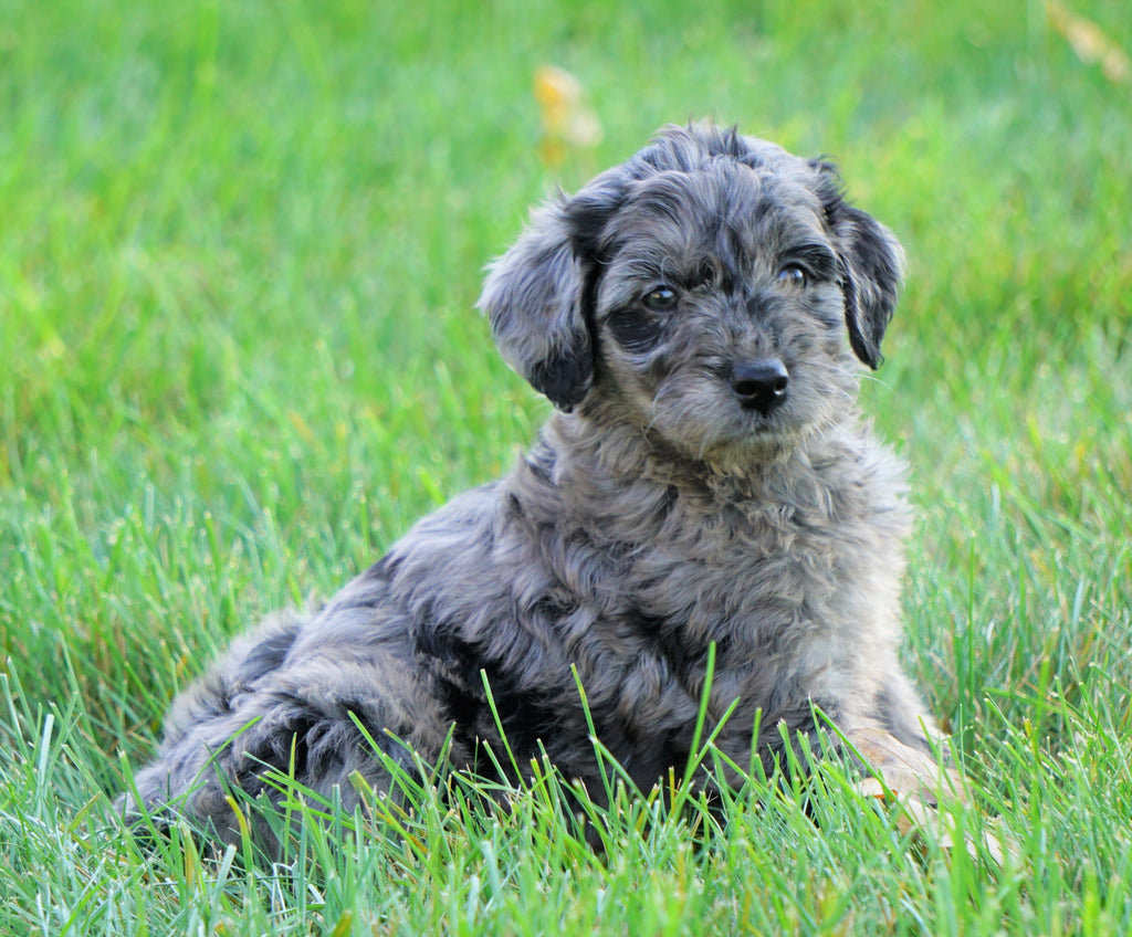 Mini Goldendoodle *BLUE MERLE* For Sale Loudenville, OH Male- Kirby ...