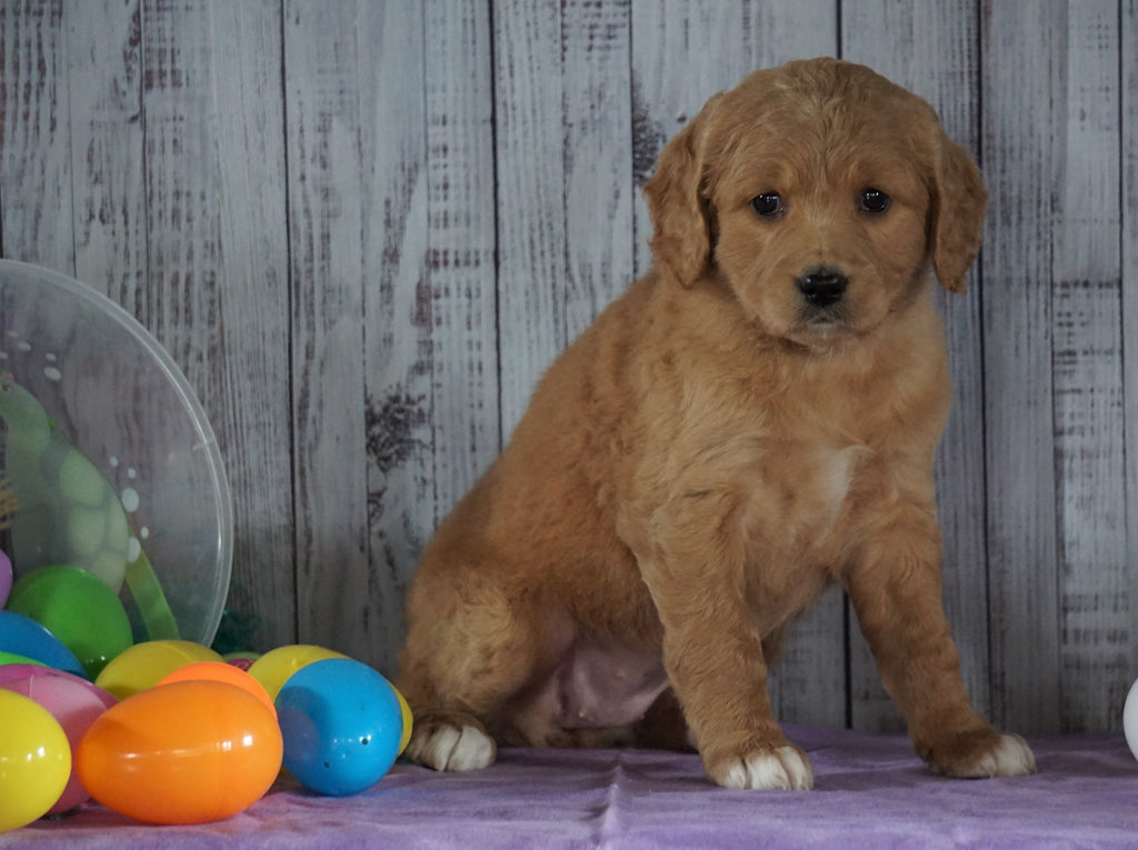 F1B Medium Labradoodle For Sale Millersburg, OH Female- Natalie – AC ...