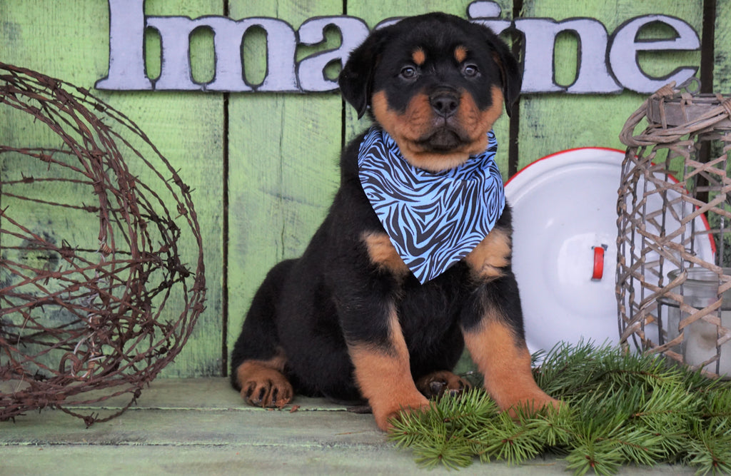 AKC Registered Rottweiler For Sale Sugarcreek, OH Male - Tucker – AC ...