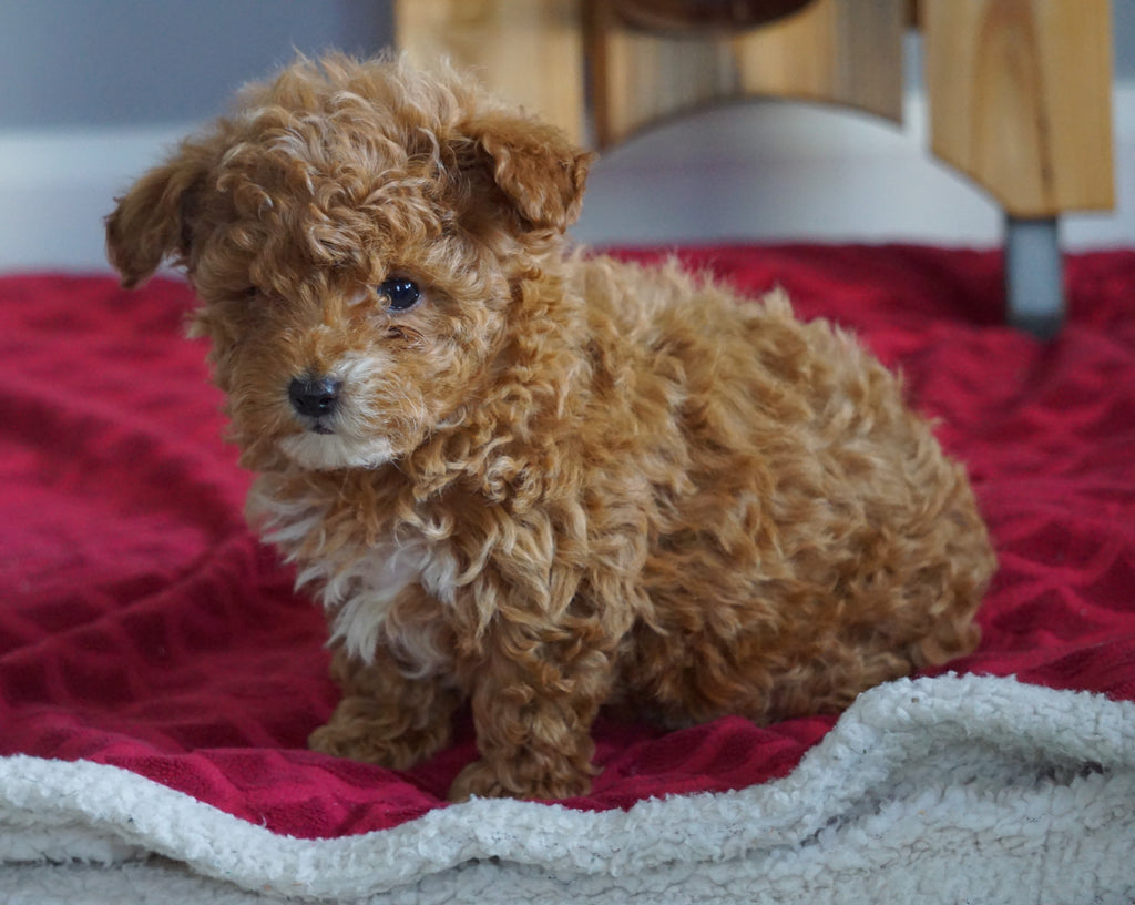 AKC Registered Toy Poodle For Sale Sugarcreek, OH Female- Lil' Miracle ...