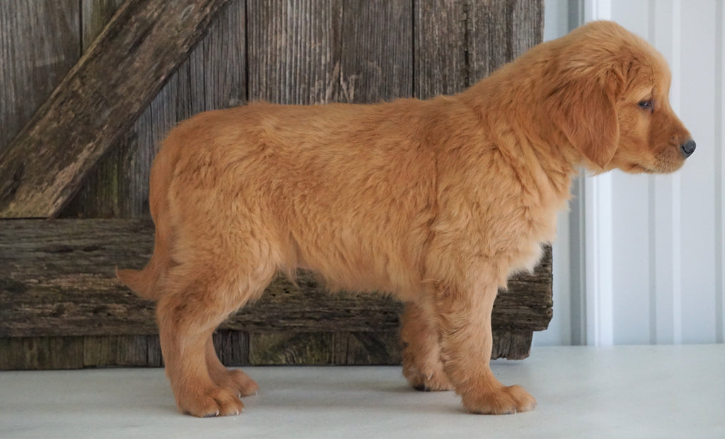 AKC Registered Golden Retriever For Sale Fredericksburg, OH Male- Gala ...