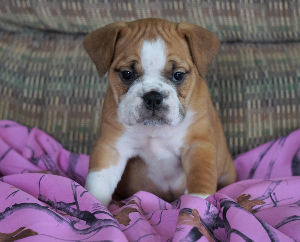 Beabull Puppy For Sale Millersburg, OH Female - Buttercup – AC Puppies LLC