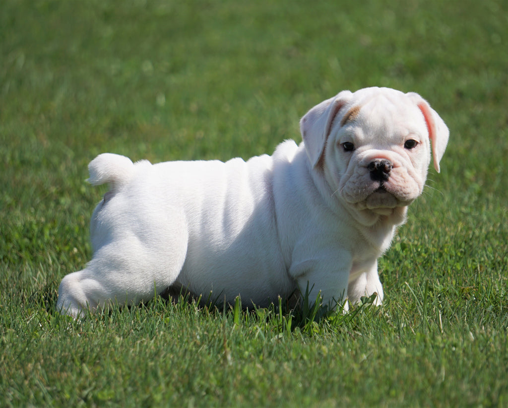 Beabull Puppy For Sale Millersburg, OH Male - Buster – AC Puppies LLC