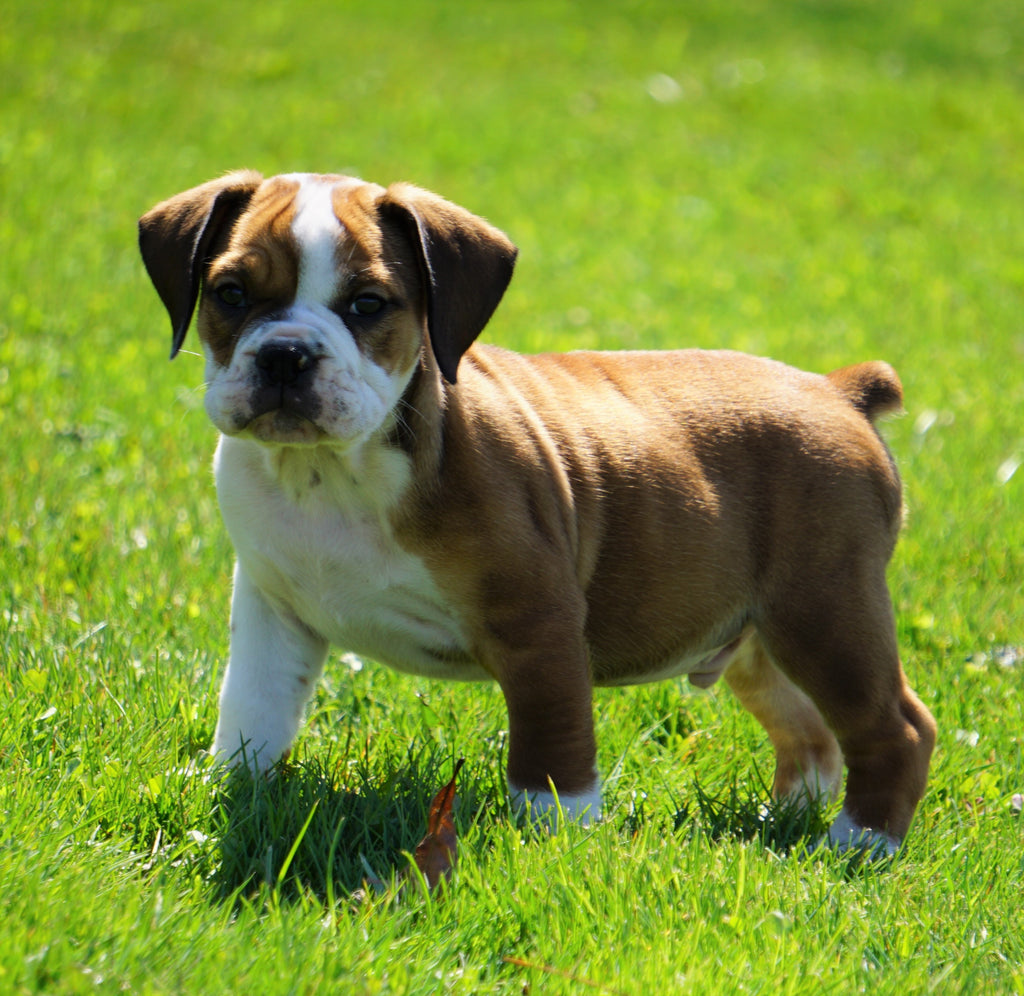 Beabull Puppy For Sale Millersburg, OH Male - Hero – AC Puppies LLC