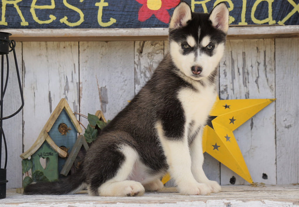 AKC Registered Siberian Husky For Sale Millersburg, OH Female - Holly ...