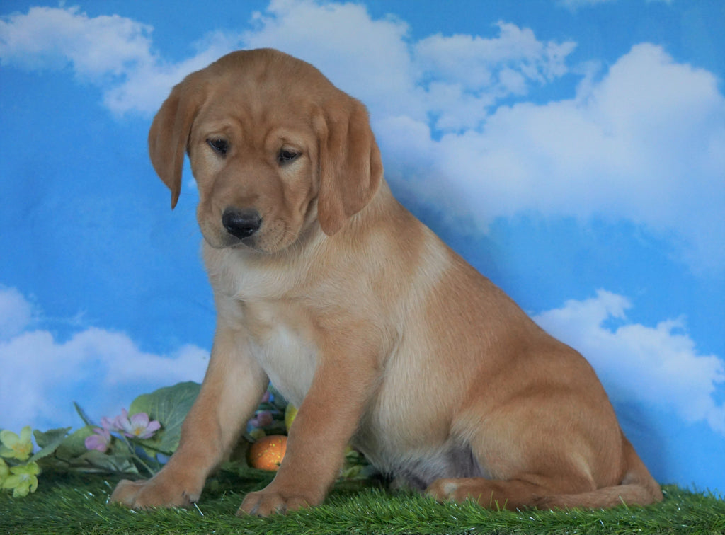AKC Registered Labrador Retriever (Fox Red) For Sale Sugarcreek, OH Ma ...