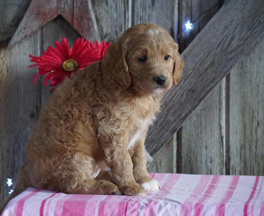Mini F1B Labradoodle For Sale Millersburg, OH Female- Dolly – AC ...