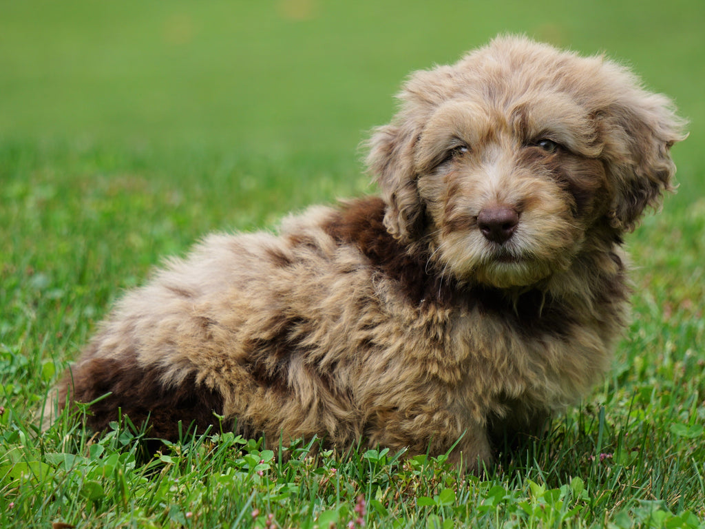 Mini Newfypoo For Sale Holmesville, OH Male - Mason – AC Puppies LLC