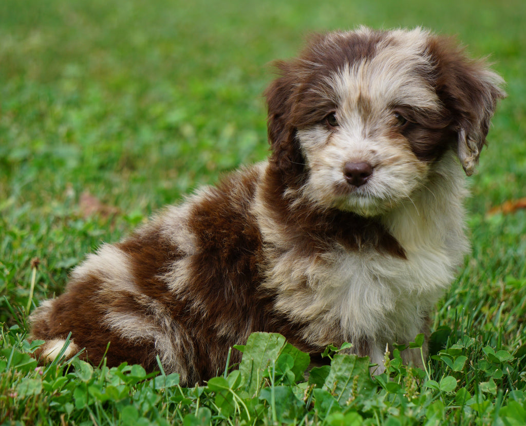 Mini Newfypoo For Sale Holmesville, OH Female - Mia – AC Puppies LLC