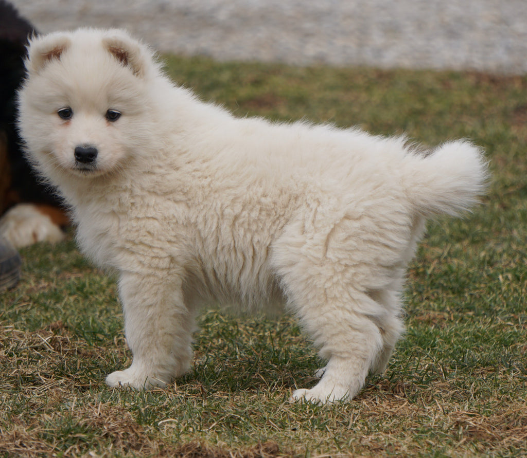 AKC Registered Samoyed Puppy For Sale Danville, OH Female- Snowy – AC ...