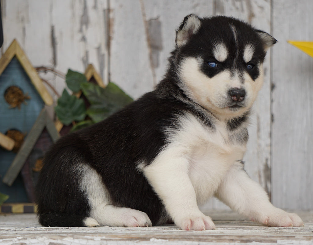 AKC Registered Siberian Husky For Sale Millersburg, OH Female- Daisy ...